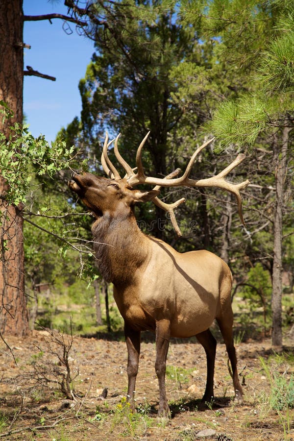 Bull Elk Eating stock photo. Image of wild, wapiti, mammal - 33563328