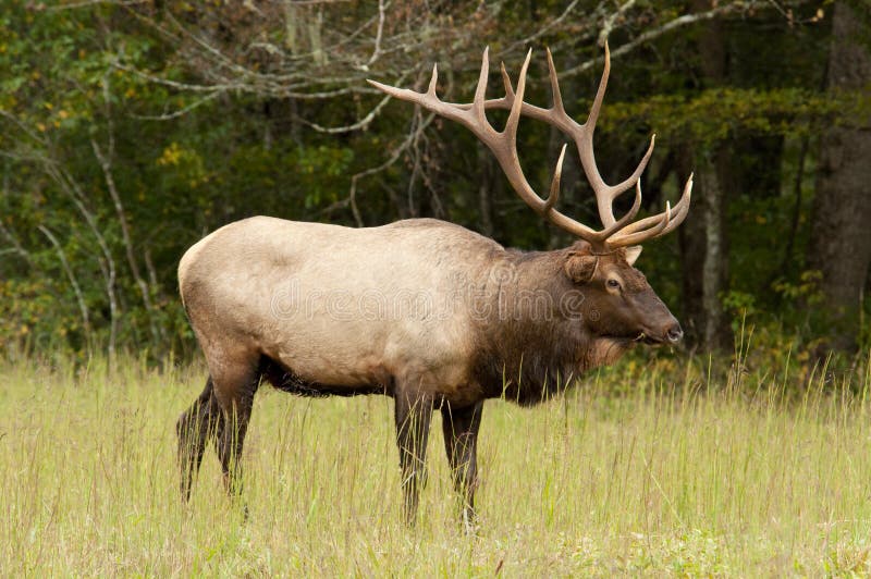 Bull Elk Eating on Green Grass Stock Photo - Image of great, elaphus ...