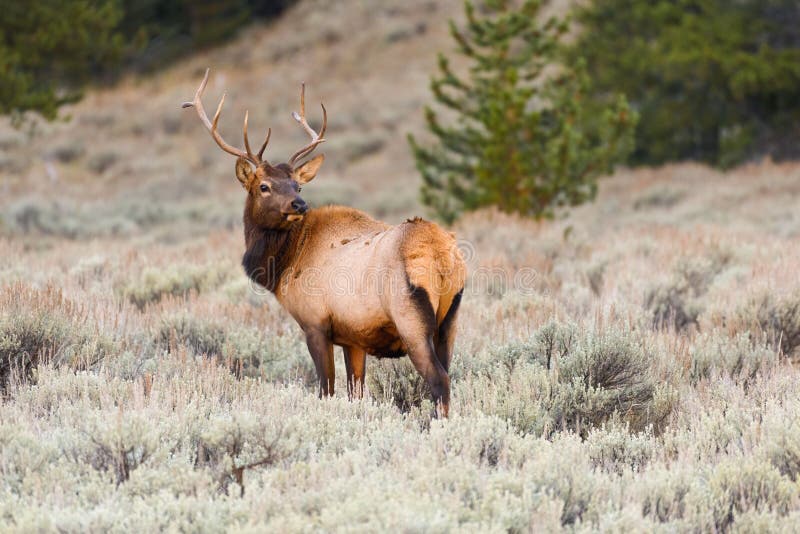 Bull Elk in Evening Light Looking Behind Stock Image - Image of ...
