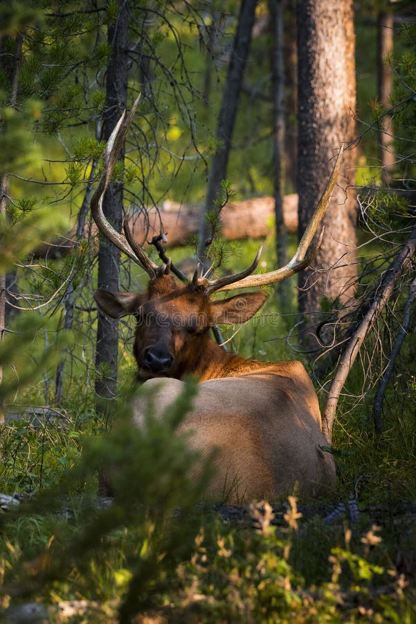 Bull elk facing stock image. Image of rocky, faun, trophy - 100384471
