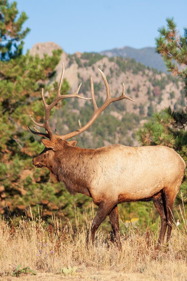 Bull and Cow Elk Rutting in Autumn Stock Photo - Image of animal ...
