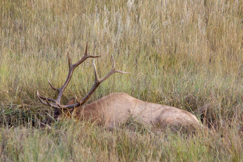 Bull Elk during the Rut in Fall in Colorado Stock Image - Image of ...