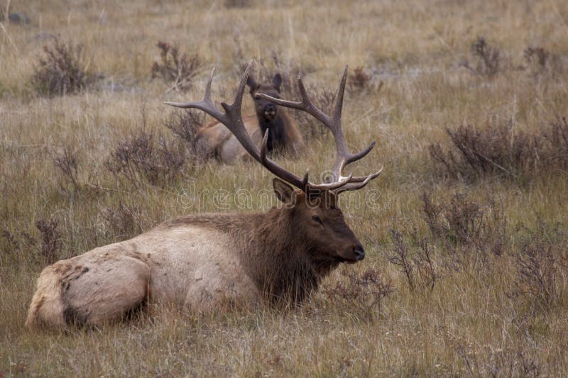 Bull Elk during the Rut in Fall in Colorado Stock Image - Image of ...