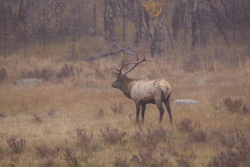 Bull Elk during the Rut in Autumn in Colorado Stock Photo - Image of ...