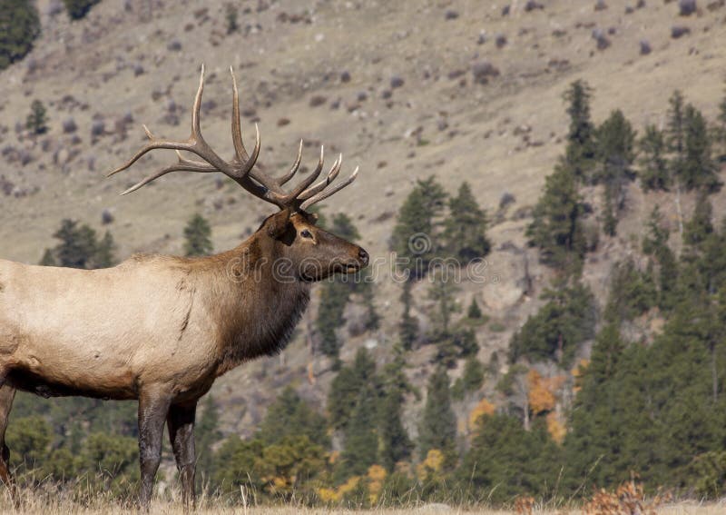 Bull Elk during the Rut in Autumn in Colorado Stock Image - Image of ...