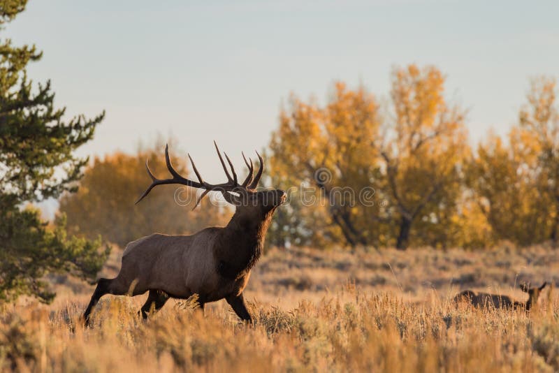 Bull Elk in Fall Rut stock image. Image of wapiti, deer - 88351725