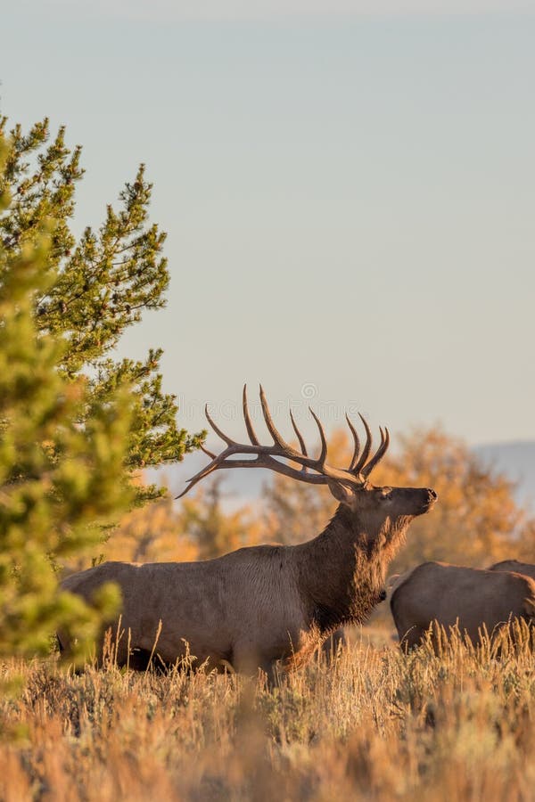 Bull Elk in Fall stock photo. Image of animal, mammal - 88351772