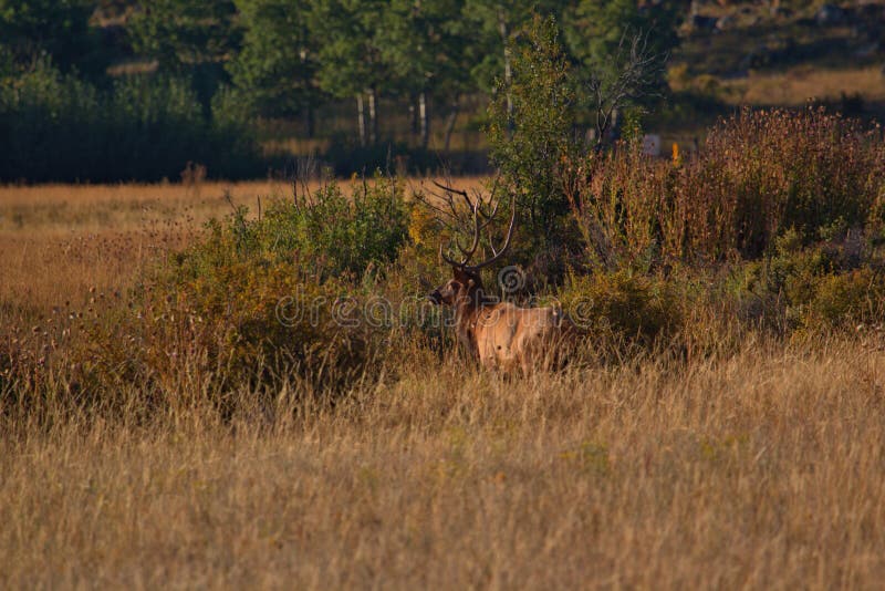 Bull Elk in the fall stock photo. Image of nature, antler - 172291288
