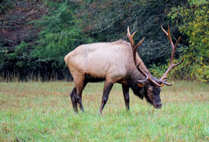 Elk, side view in field stock image. Image of antlers - 104929301