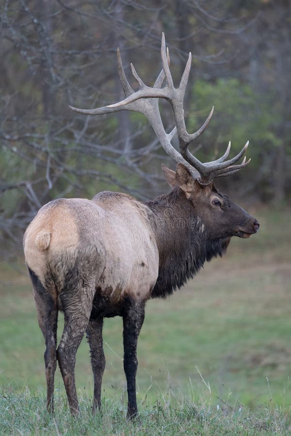 Bull Elk in Field stock image. Image of stag, antlers - 213046737