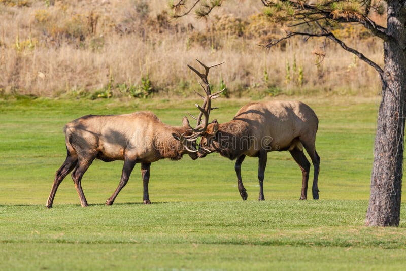 109 Bull Elk Fighting Rut Stock Photos - Free & Royalty-Free Stock ...