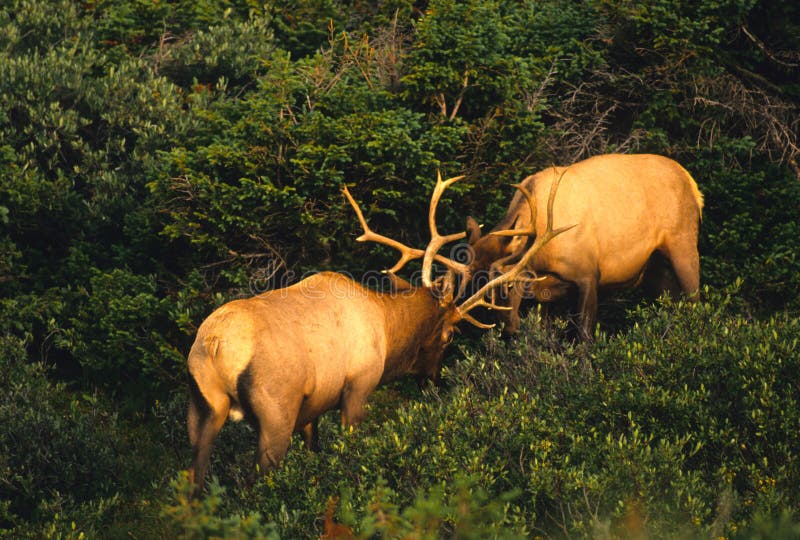 Bull Elk Fighting stock photo. Image of wapiti, fighting - 13174638