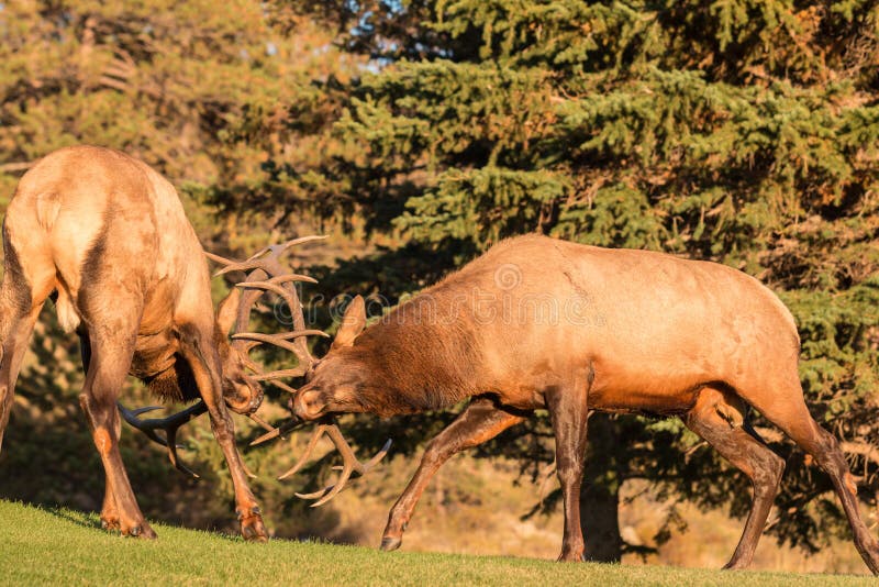 Bull Elk Fighting stock photo. Image of outdoors, colorado - 52437726