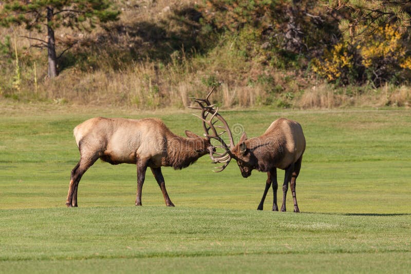 Bull Elk Fighting stock photo. Image of wapiti, fighting - 13174638