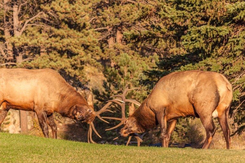 Bull Elk Fighting stock photo. Image of meadow, wildlife - 44893862