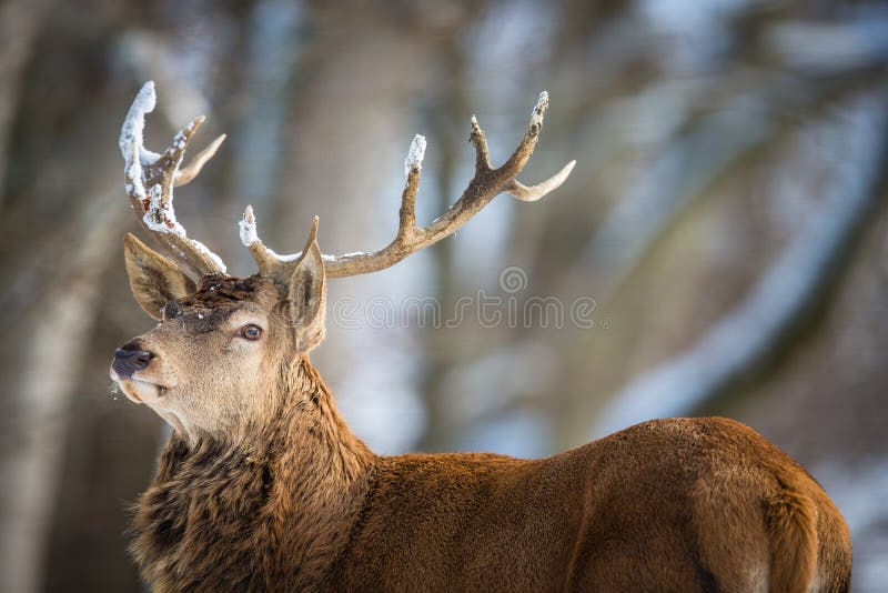 Bull Elk in a forest stock photo. Image of sustain, ecology - 123455088