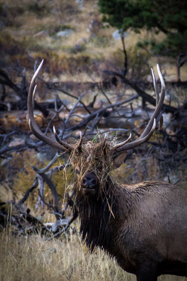 Bull Elk in the Grass stock image. Image of national - 61923277