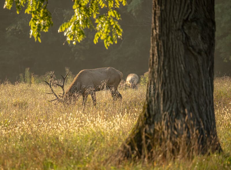 Bull Elk Grazes Below Large Tree Stock Image - Image of green, field ...