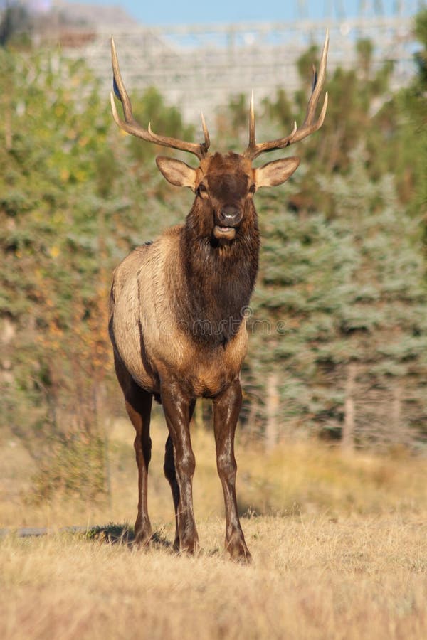 Bull Elk Facing Stock Photos - Free & Royalty-Free Stock Photos from ...