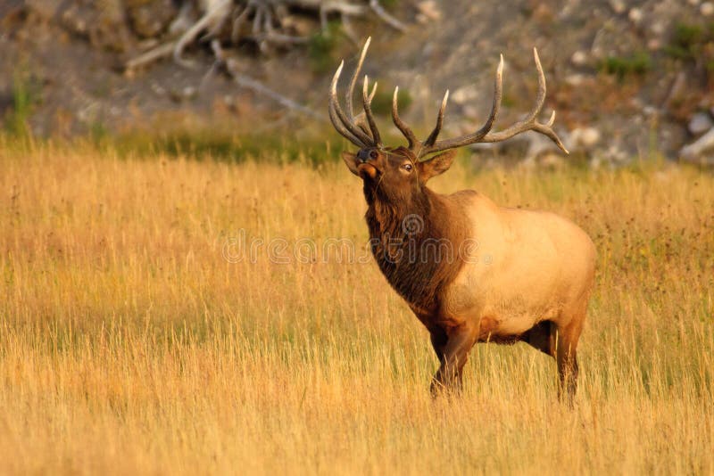 Bull Elk with Head Tilted Back Stock Image - Image of large, grass ...