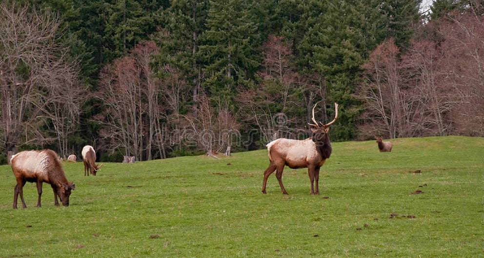 Bull Elk in Herd with Large Rack of Antlers Stock Image - Image of ...