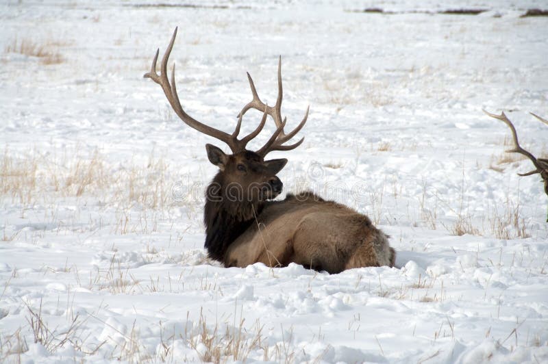 Elk Laying Snow Stock Photos - Free & Royalty-Free Stock Photos from ...