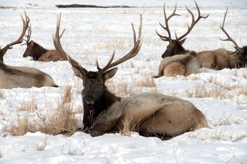 Bull Elk with Large Antlers Laying in Snow Stock Image - Image of ...