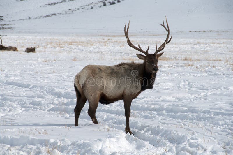 Bull Elk with Large Antlers Standing in Snow Stock Photo - Image of ...