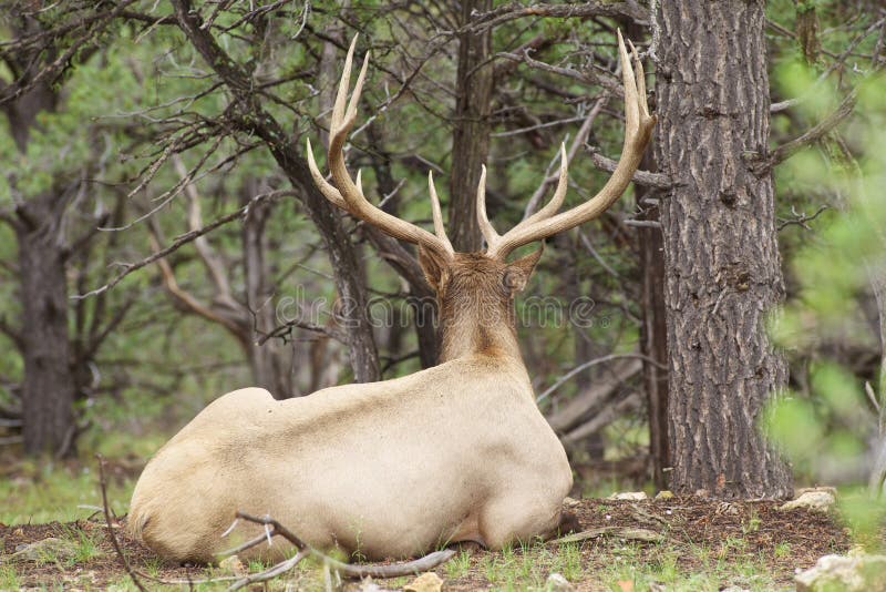 Bull Elk Laying in Trees stock image. Image of wild, bedded - 33818661
