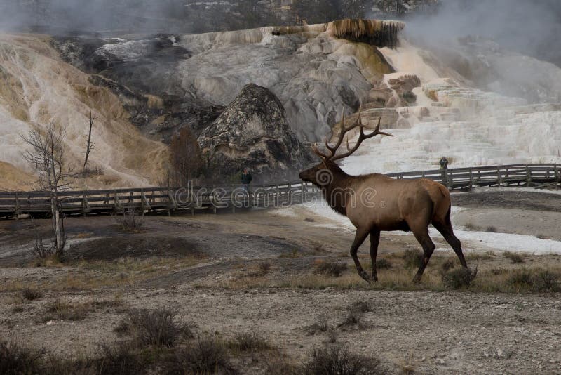 Bull Elk Mammoth Hot Spring Editorial Photo - Image of canadensis ...
