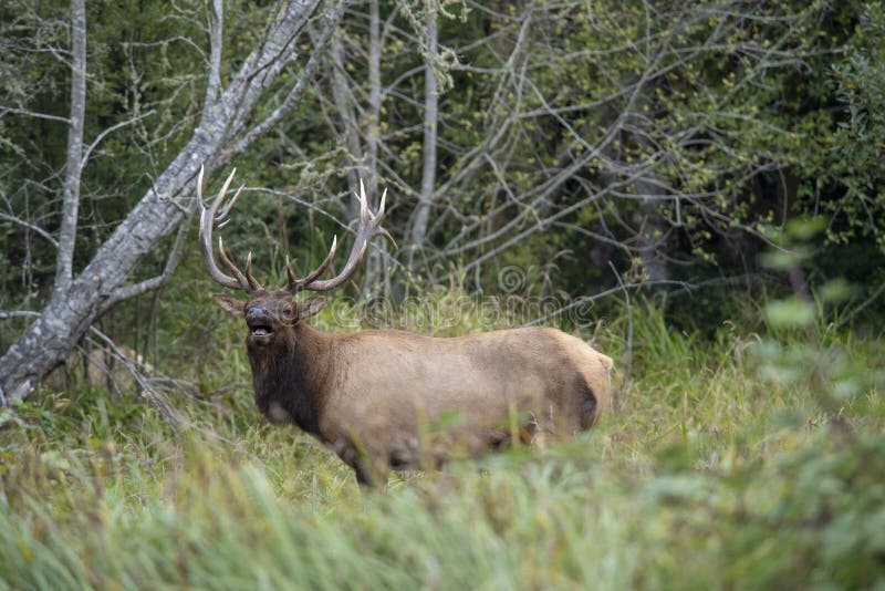 Calling for a Mate stock image. Image of spring, animals - 27390981