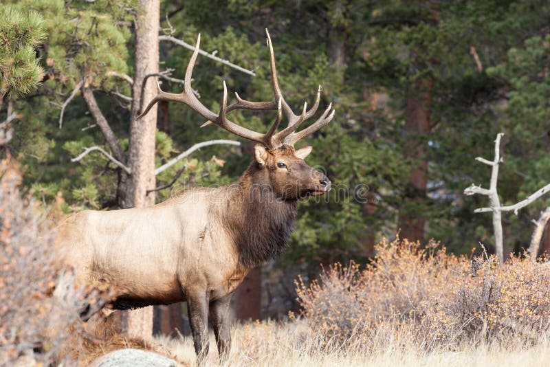 6X6 Bull Elk stock photo. Image of wildlife, canadensis - 27113048