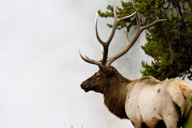 45,310 Elk Stock Photos - Free & Royalty-Free Stock Photos from Dreamstime