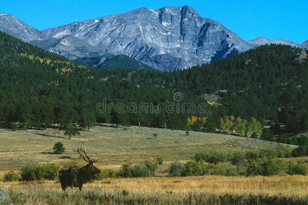 10,081 Elk Landscape Stock Photos - Free & Royalty-Free Stock Photos ...