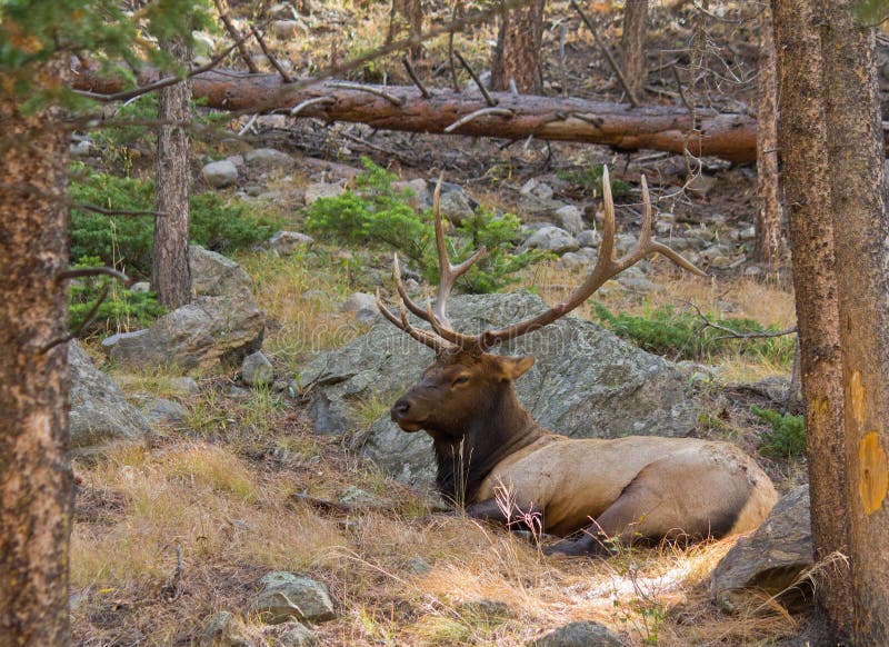 Bull Elk Napping stock image. Image of mountain, bull - 23937443