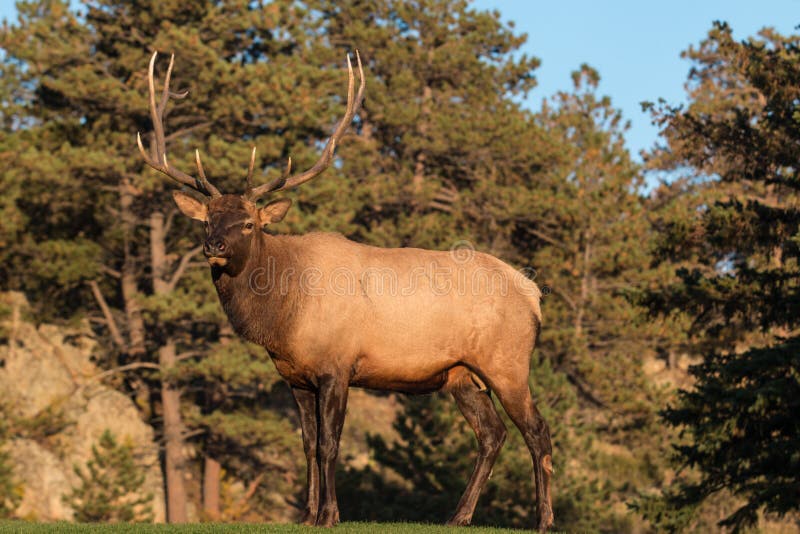 Bull Elk stock photo. Image of deer, animal, colorado - 48307134