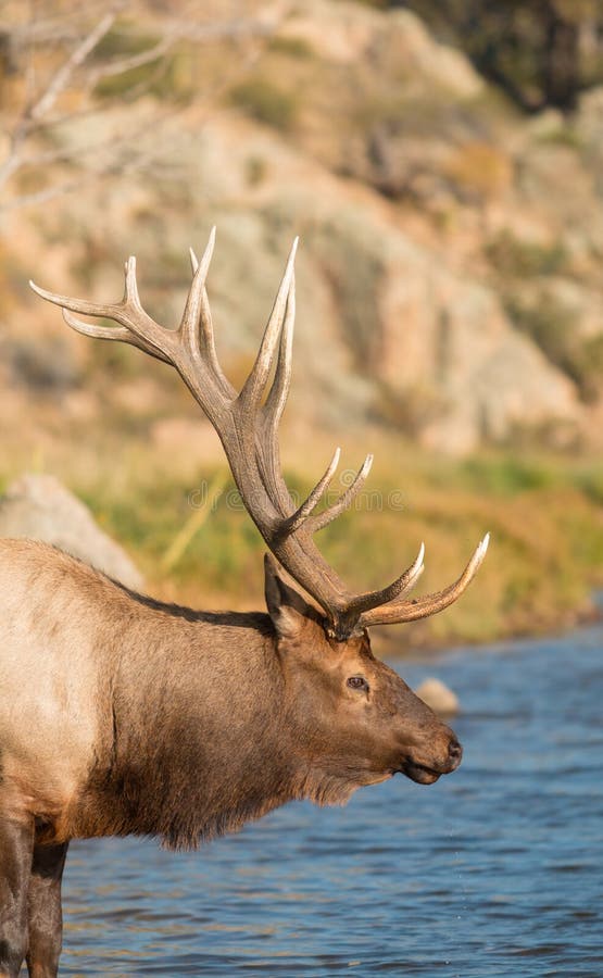 Bull Elk Portrait stock image. Image of portrait, colorado - 59263263