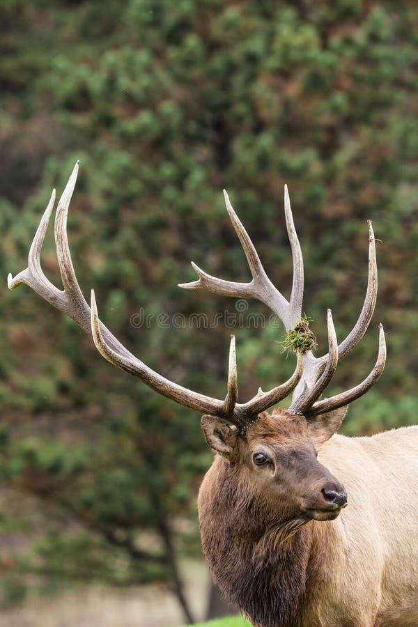 Bull Elk Portrait stock photo. Image of animal, wildlife - 61764296
