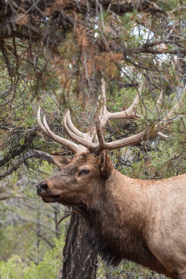 Portrait of a Bull Elk Feeding Stock Photo - Image of nature, mammal ...