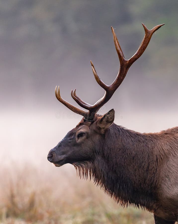 Bull Elk in Profile Facing Left at Cataloochee Valley Stock Image ...