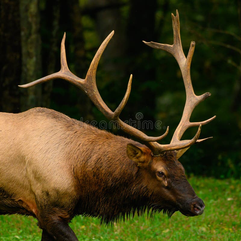 Bull Elk Rack stock image. Image of bull, horns, north - 178390145