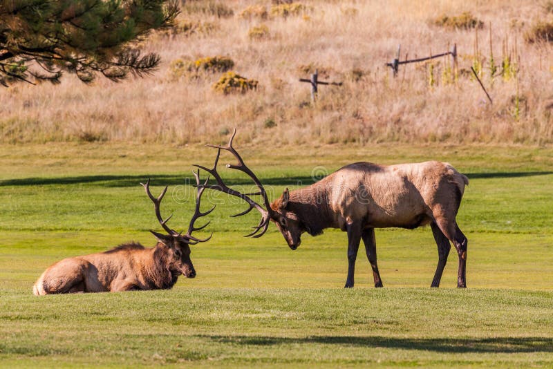 Bull Elk Ready To Fight Stock Photos - Free & Royalty-Free Stock Photos ...