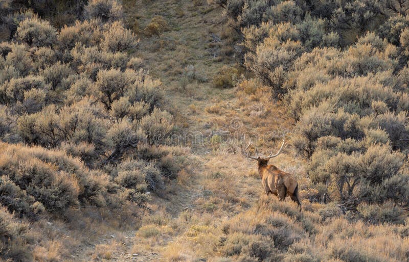 Bull Elk in the Red Desert Wyoming in Fall Stock Image - Image of ...