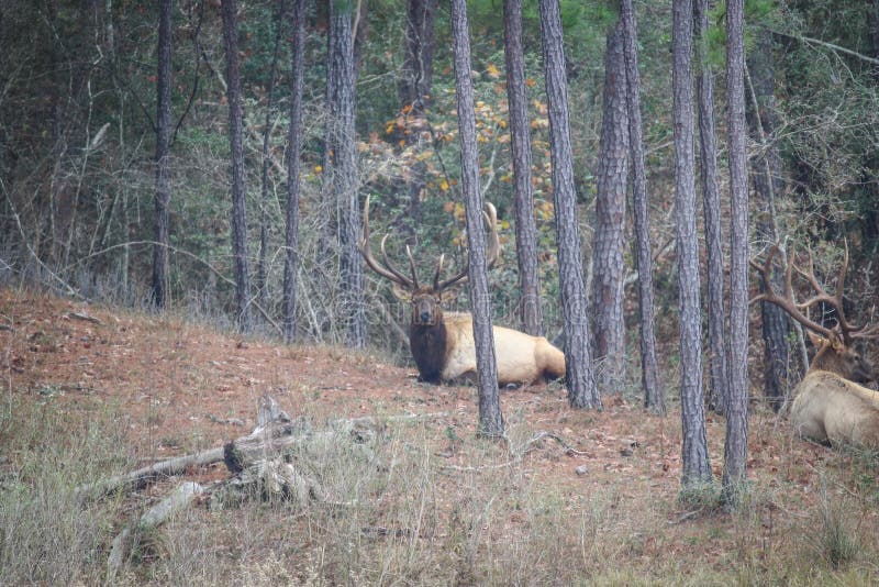 Bull Elk resting in trees stock image. Image of field - 168119447