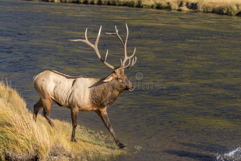 Bull Elk by River stock image. Image of animal, wyoming - 74724025