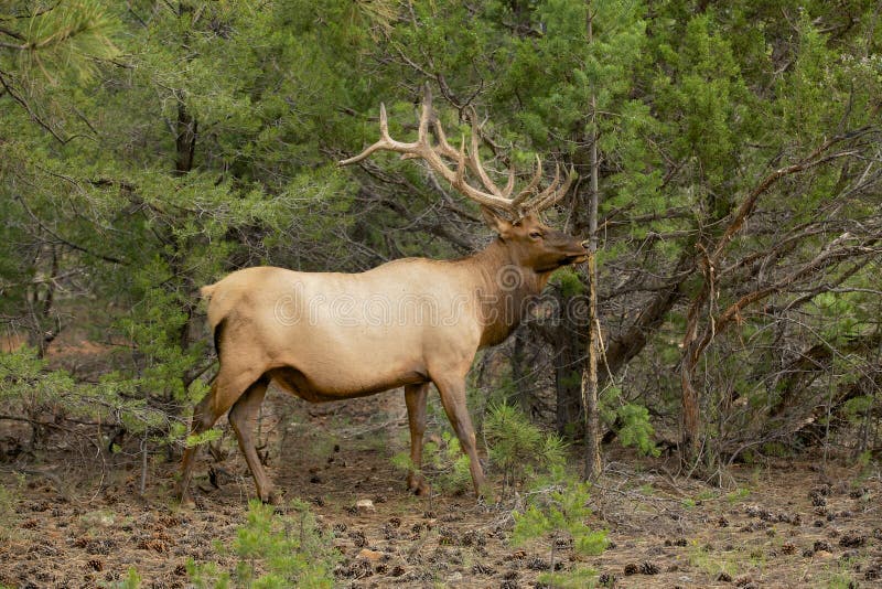 Elk Rub Stock Photos - Free & Royalty-Free Stock Photos from Dreamstime