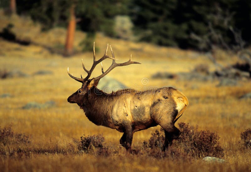 Wild bull elk bugling stock photo. Image of scenic, national - 21478186