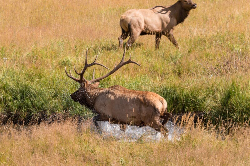 Bull Elk Running in Creek stock image. Image of deer - 89455385