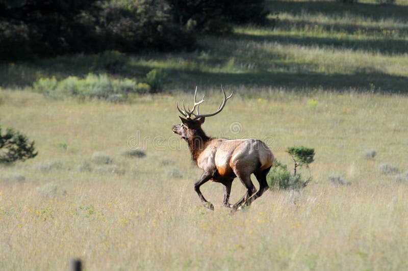 Bull Elk Running through Field Stock Image - Image of outdoors, meadows ...