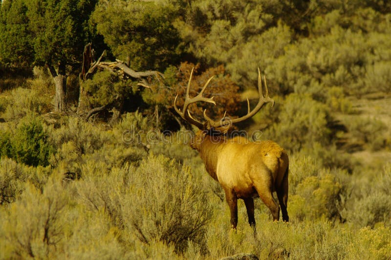 Bull Elk in rut stock image. Image of bull, grass, four - 54615261